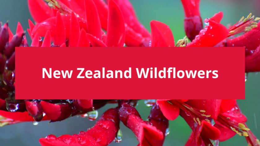 New Zealand Wildflowers