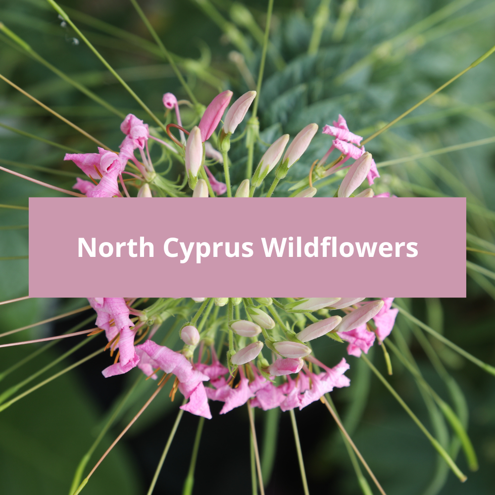 North Cyprus Wildflowers