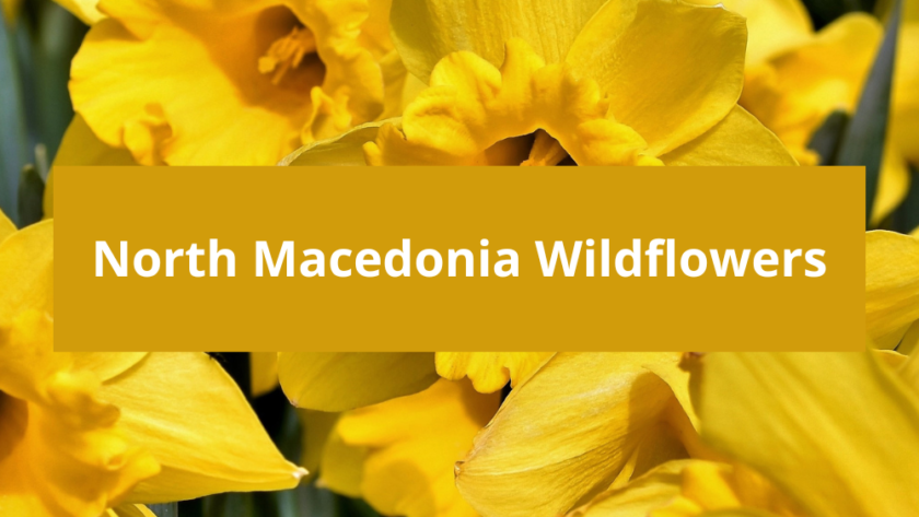 North Macedonia Wildflowers