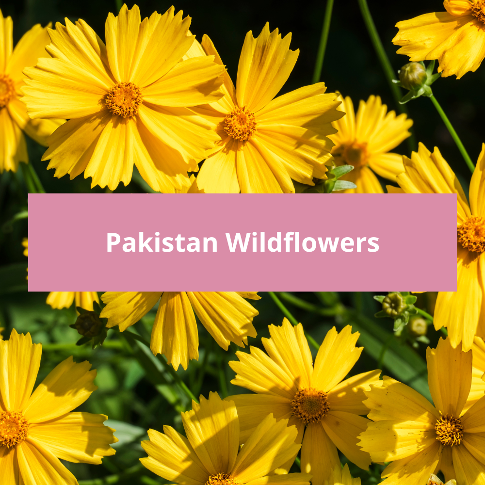 Pakistan Wildflowers