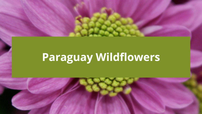 Paraguay Wildflowers