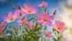 Myanmar Wildflowers