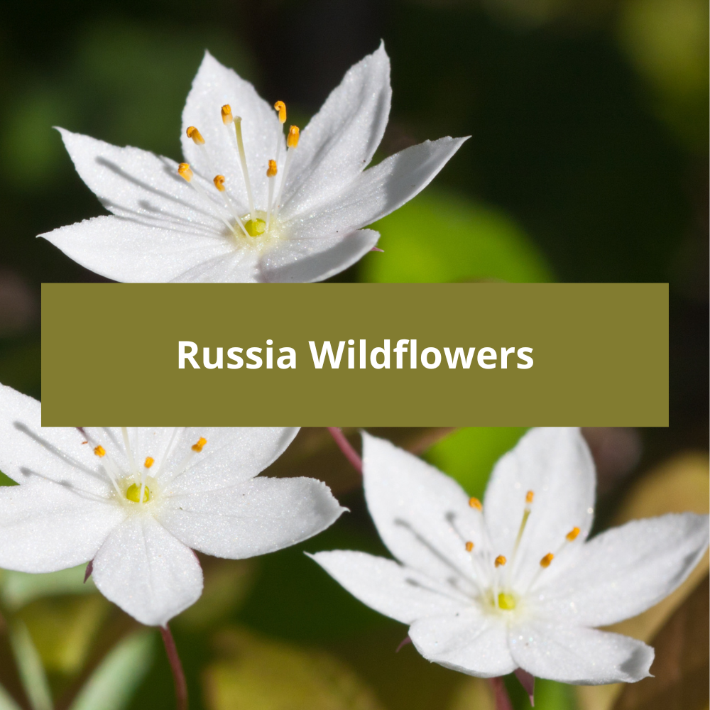 Russia Wildflowers