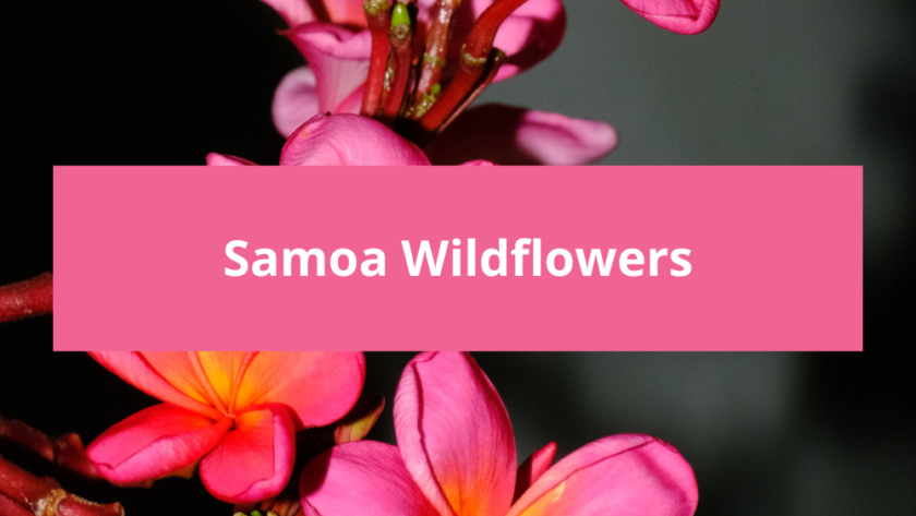 Samoa Wildflowers