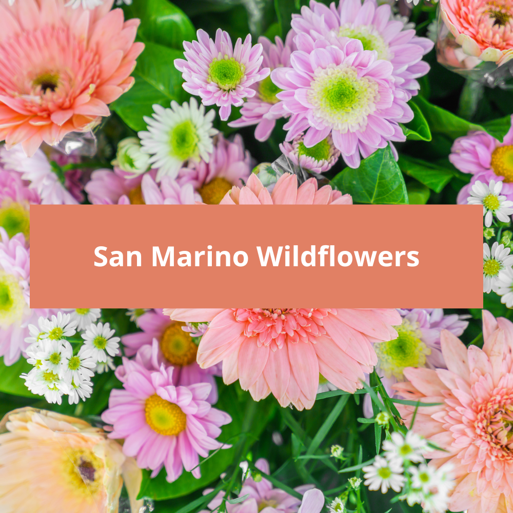 Sao Tome and Principe Wildflowers