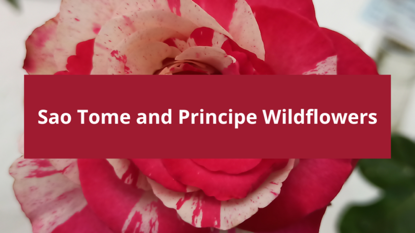 Sao Tome and Principe Wildflowers