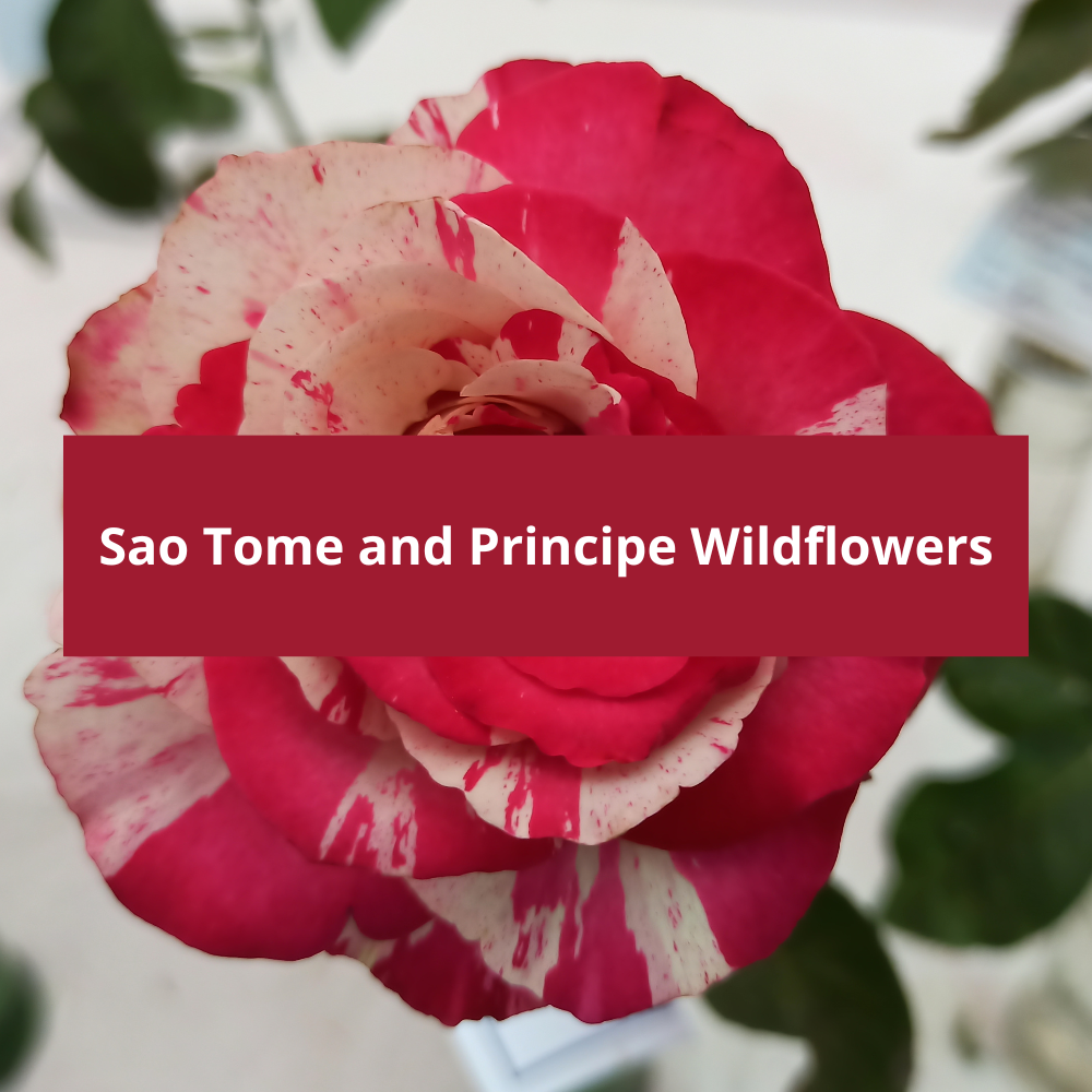 Sao Tome and Principe Wildflowers