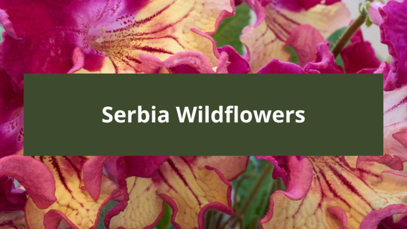 Serbia Wildflowers
