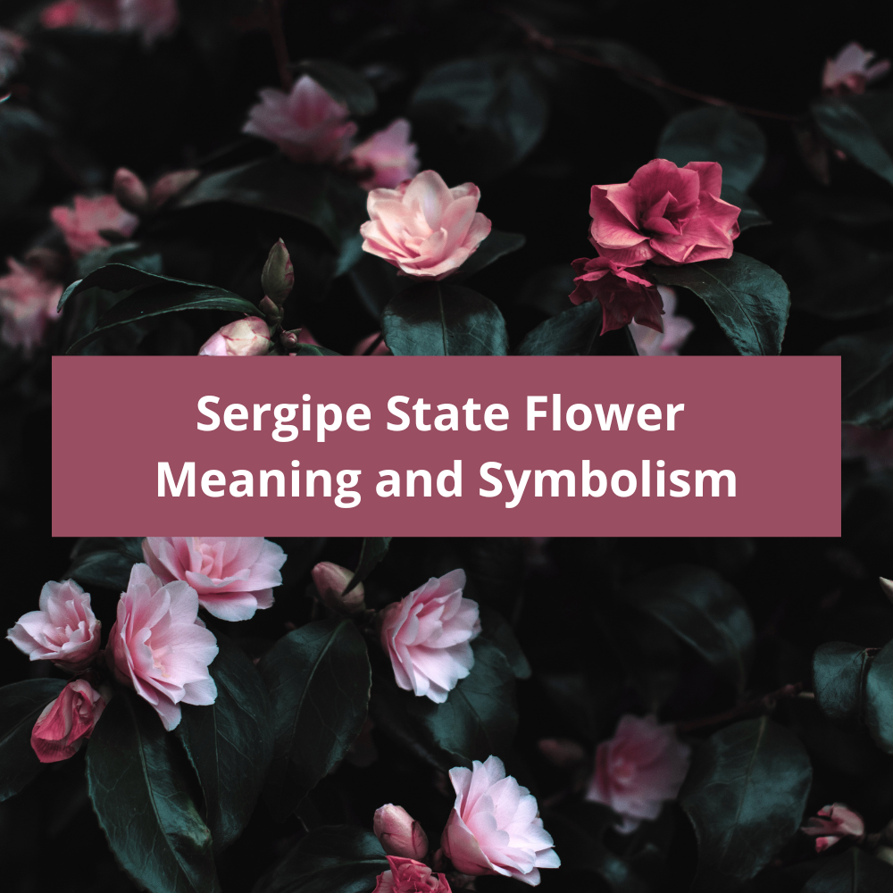 Sergipe State Flower: Meaning and Symbolism
