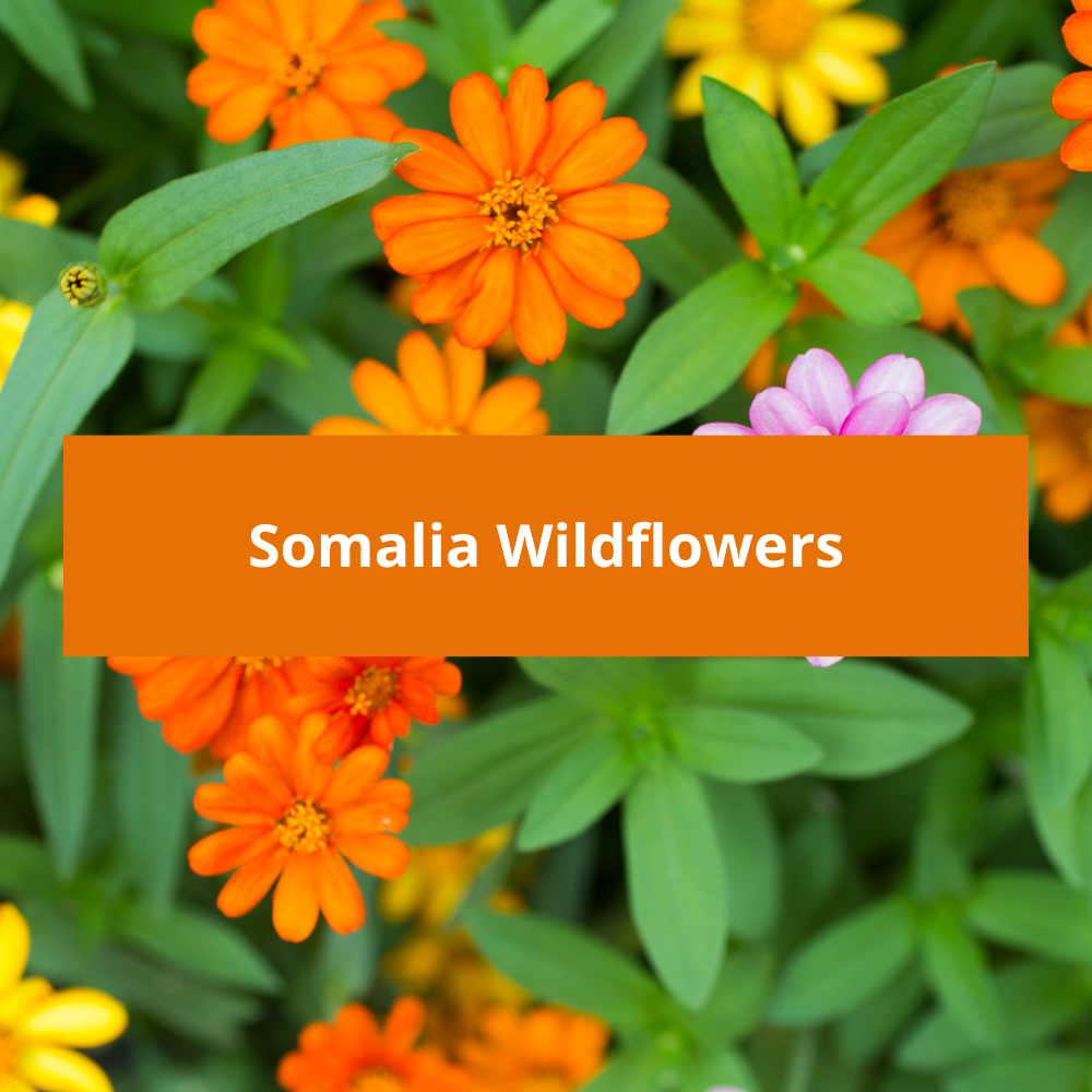 Somalia Wildflowers