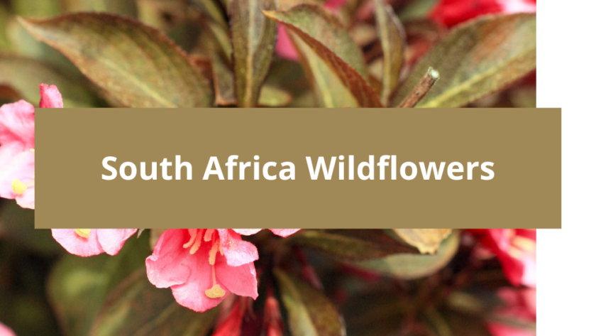 South Africa Wildflowers