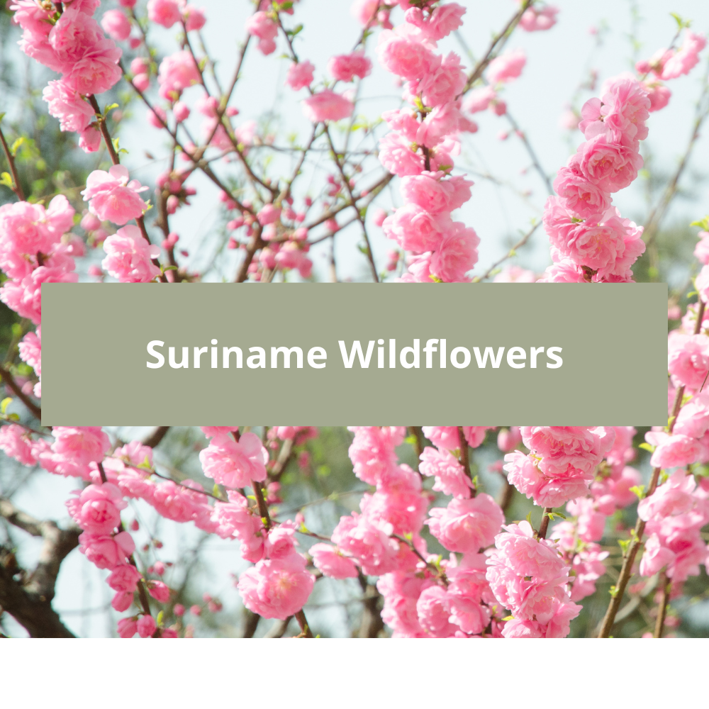 Suriname Wildflowers