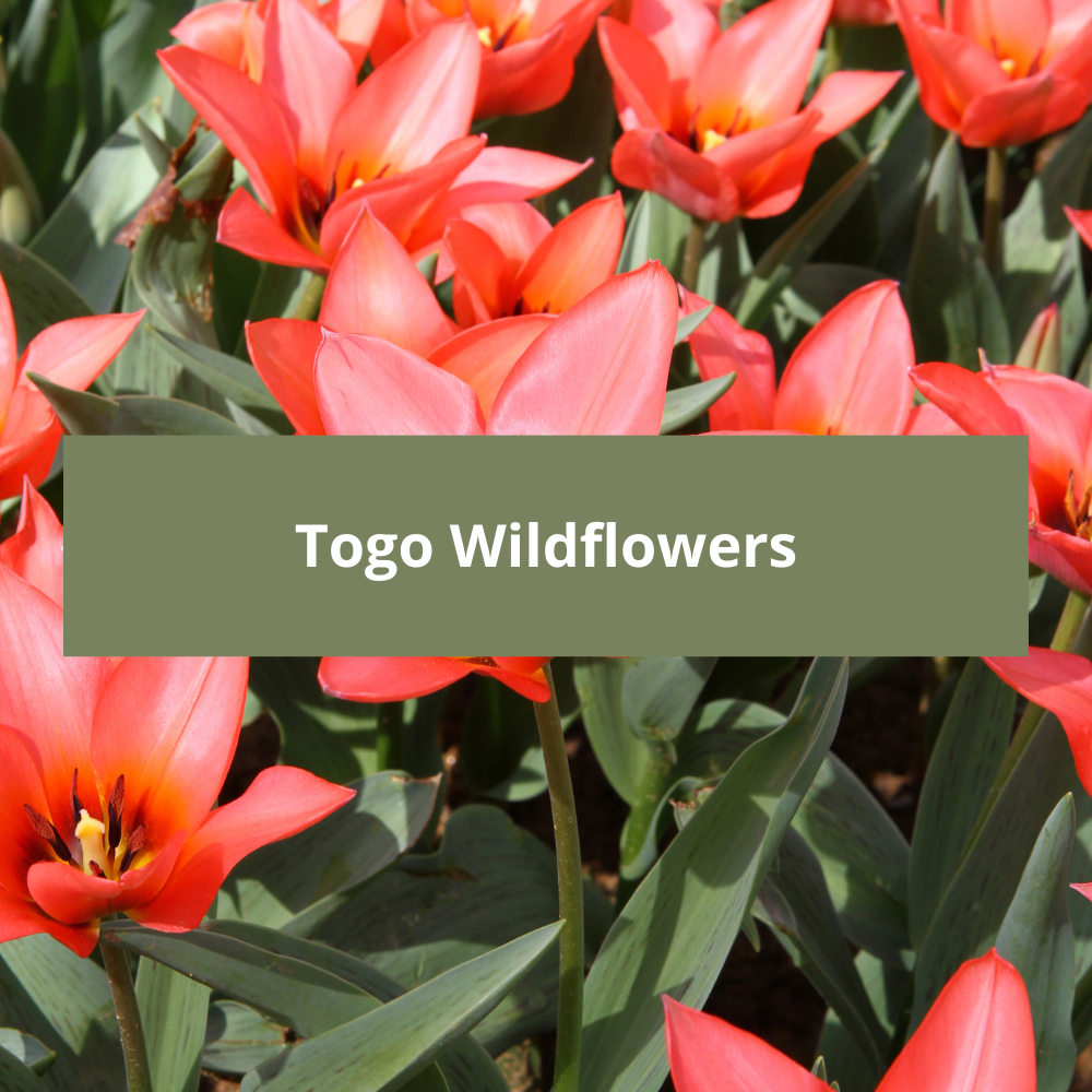 Togo Wildflowers