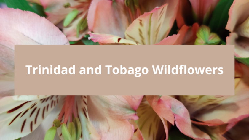 Trinidad and Tobago Wildflowers