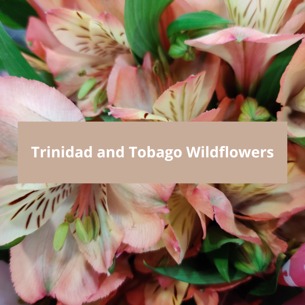 Trinidad and Tobago Wildflowers