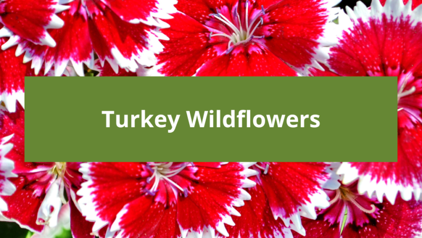 Turkey Wildflowers