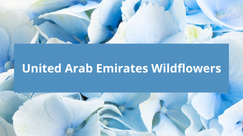 United Arab Emirates Wildflowers