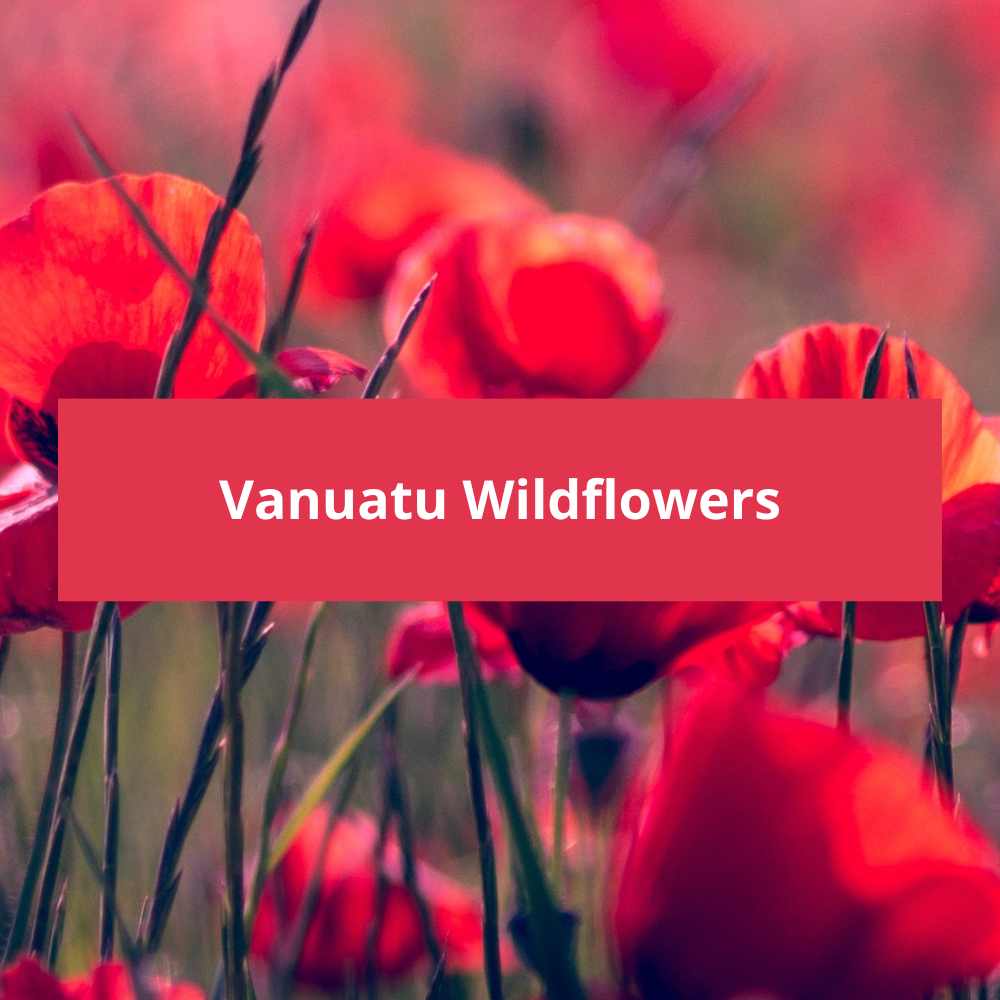 Vanuatu Wildflowers