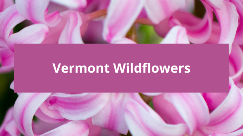 Vermont Wildflowers
