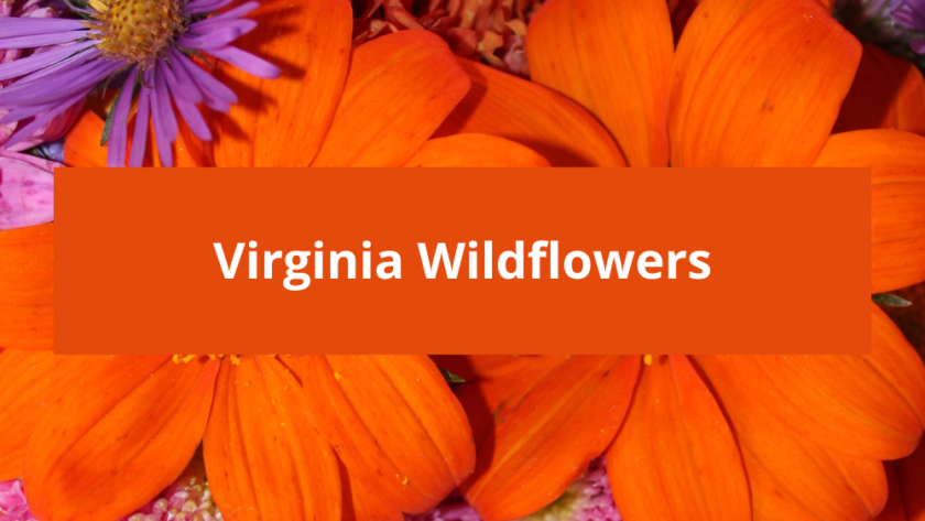 Virginia Wildflowers