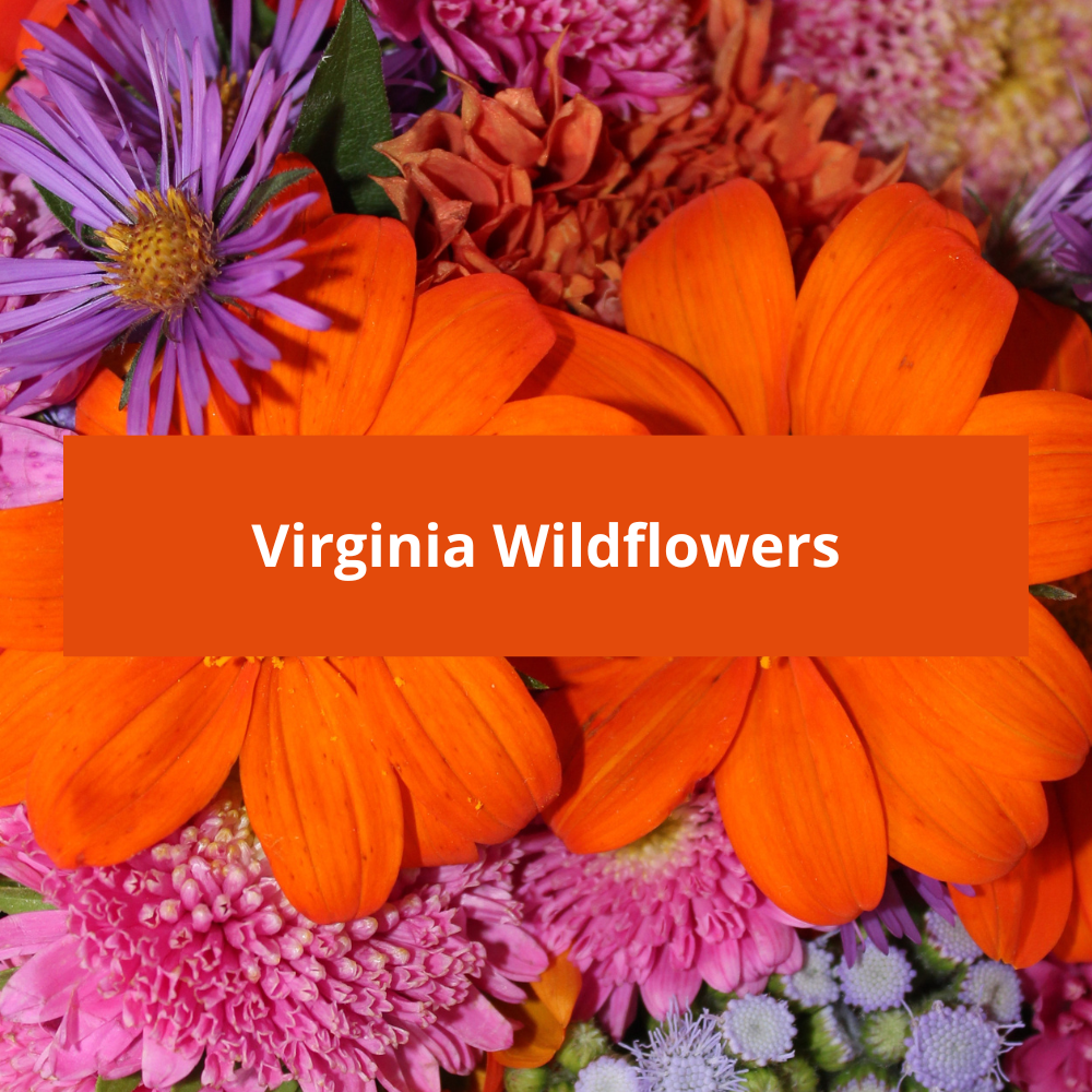 Virginia Wildflowers