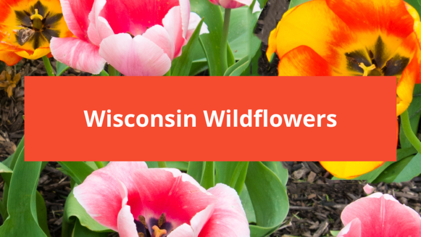 Wisconsin Wildflowers