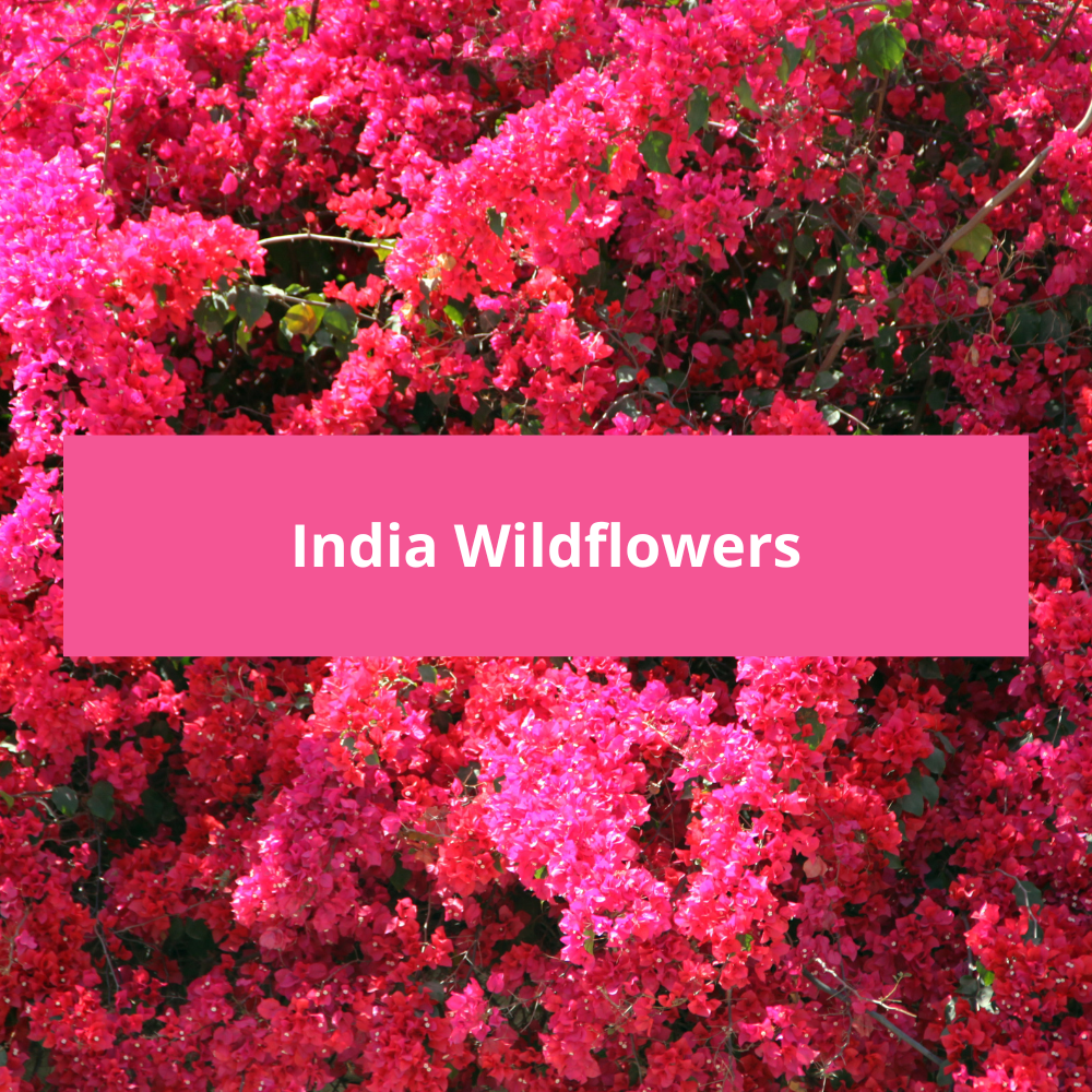 India Wildflowers