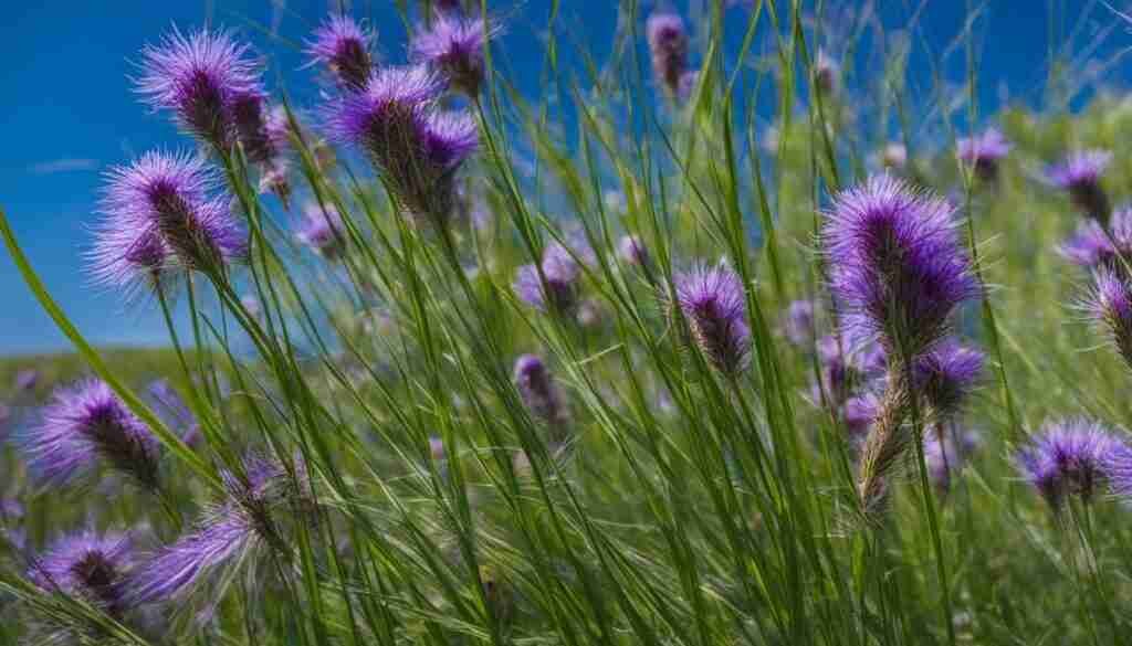 Poland Wildflowers