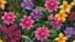 Samoa Wildflowers
