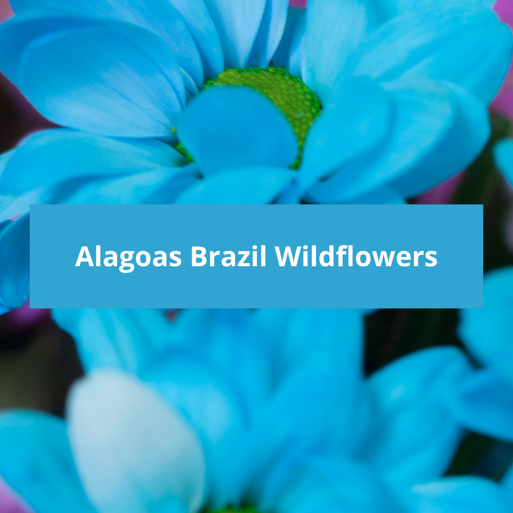 Amapa Brazil Wildflowers