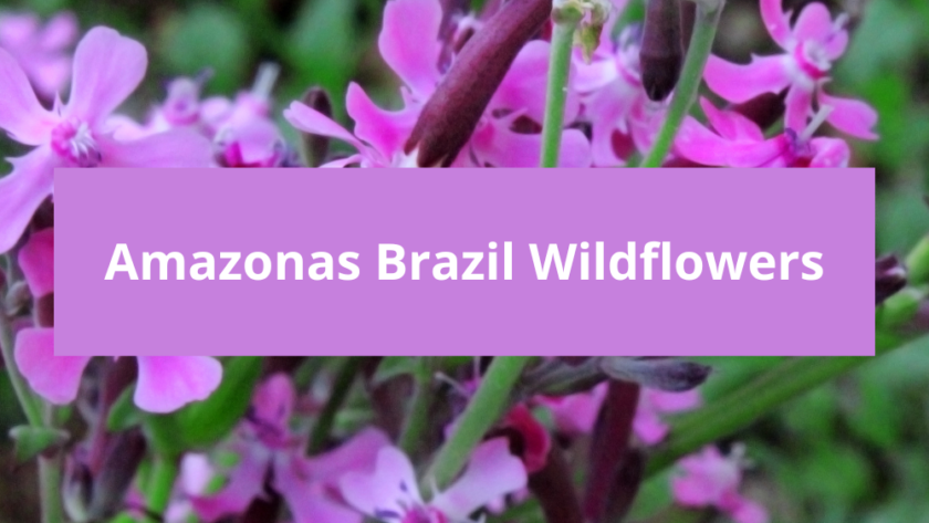Amazonas Brazil Wildflowers