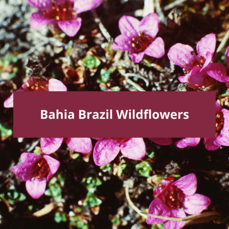Amazonas Brazil Wildflowers