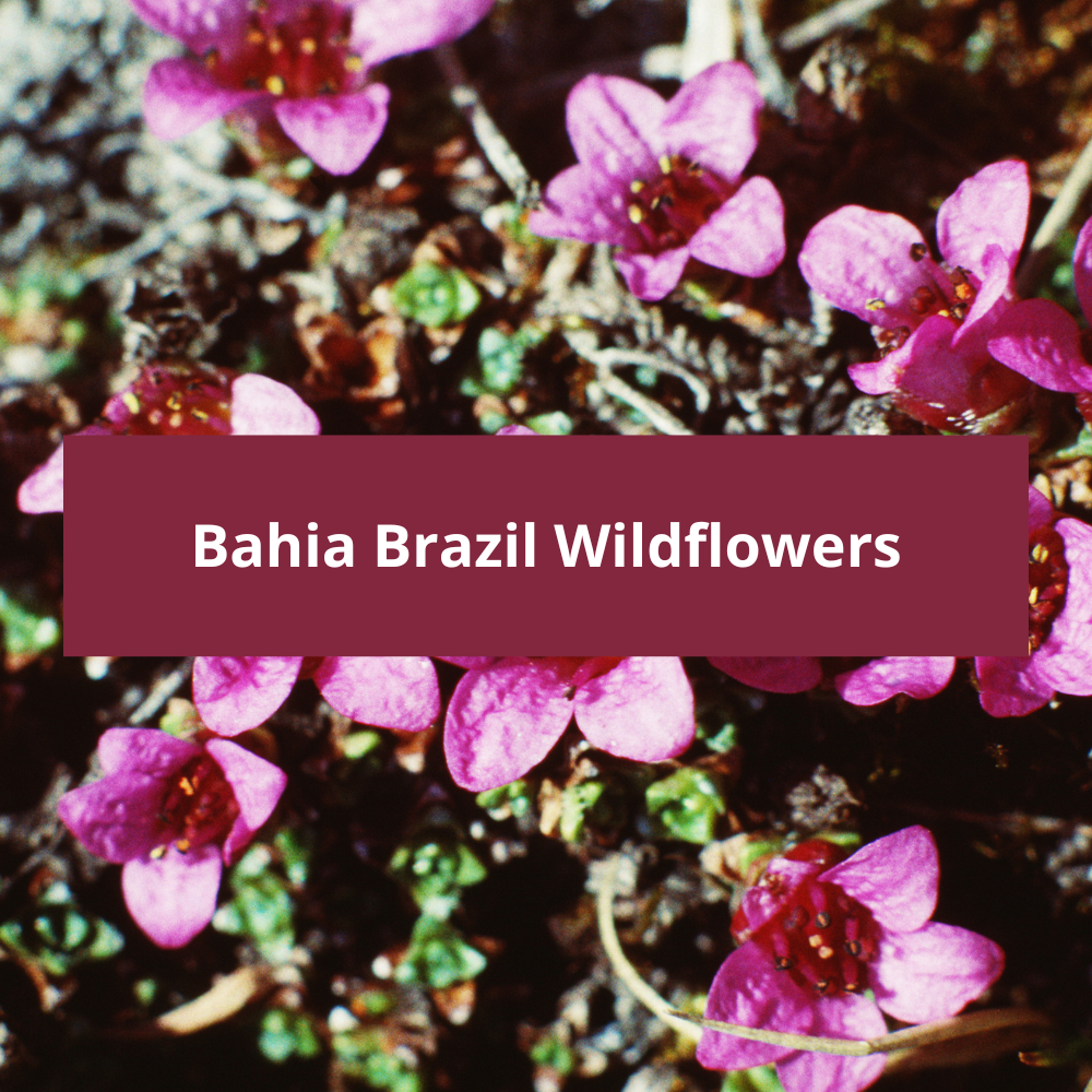Ceara Brazil Wildflowers