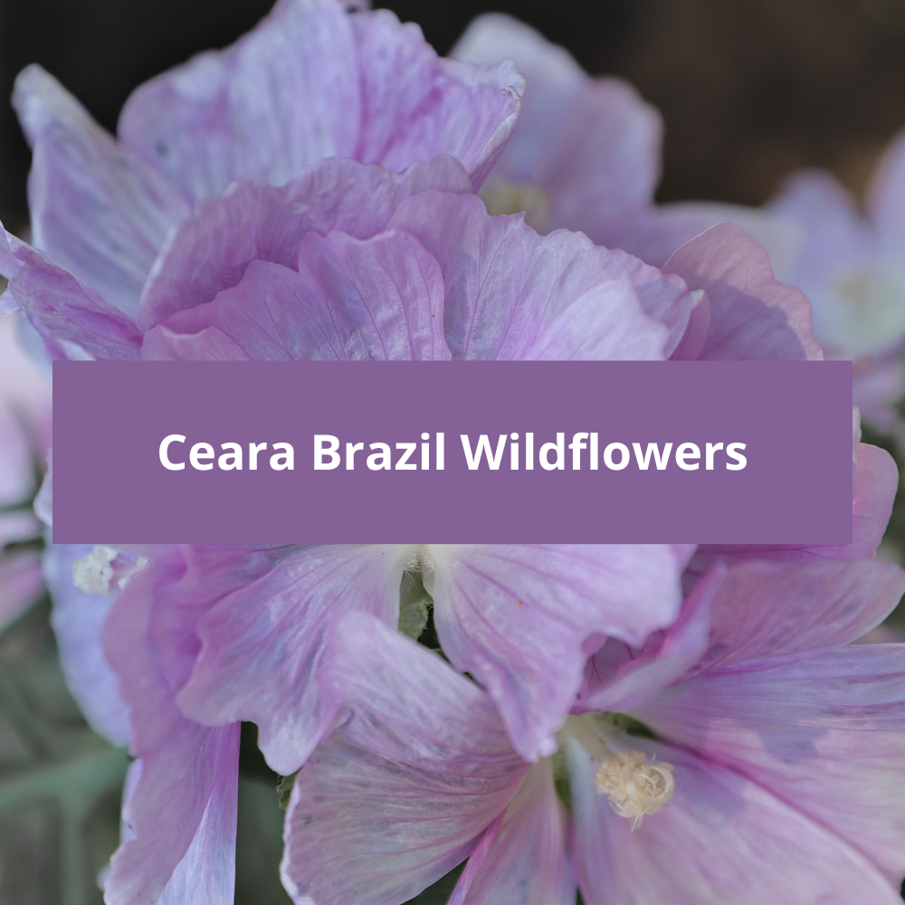 Ceara Brazil Wildflowers