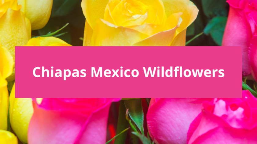 Chiapas Mexico Wildflowers