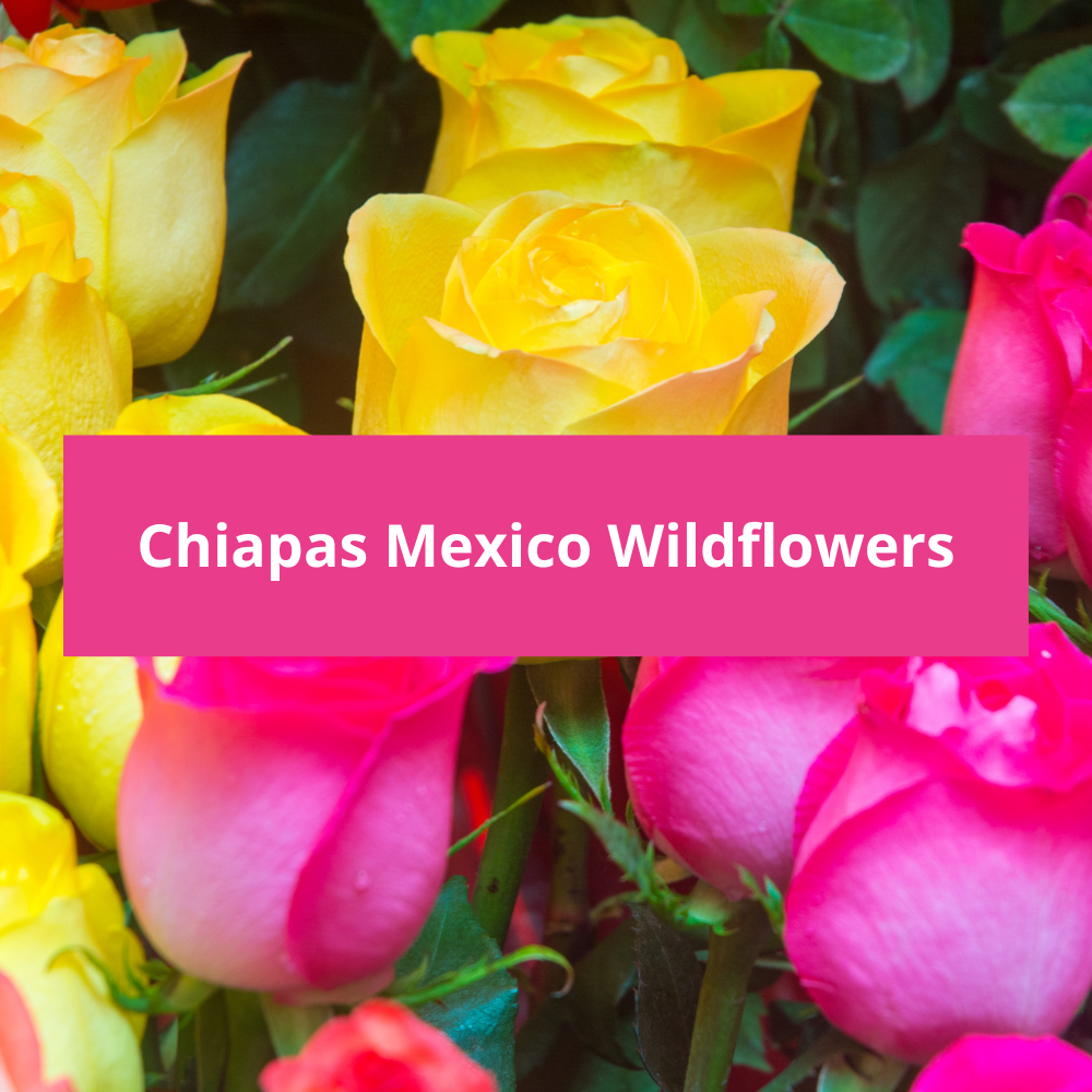 Chiapas Mexico Wildflowers