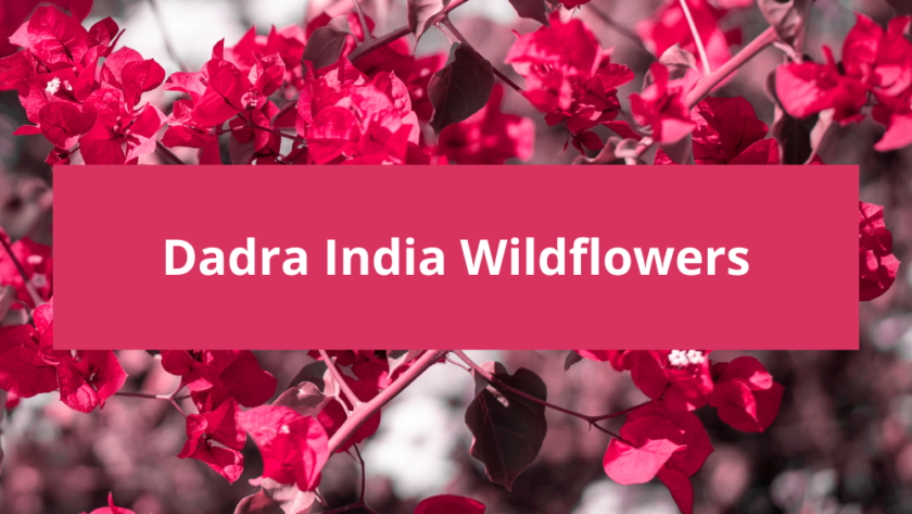 Dadra India Wildflowers