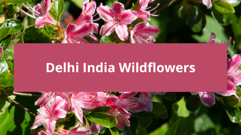 Delhi India Wildflowers