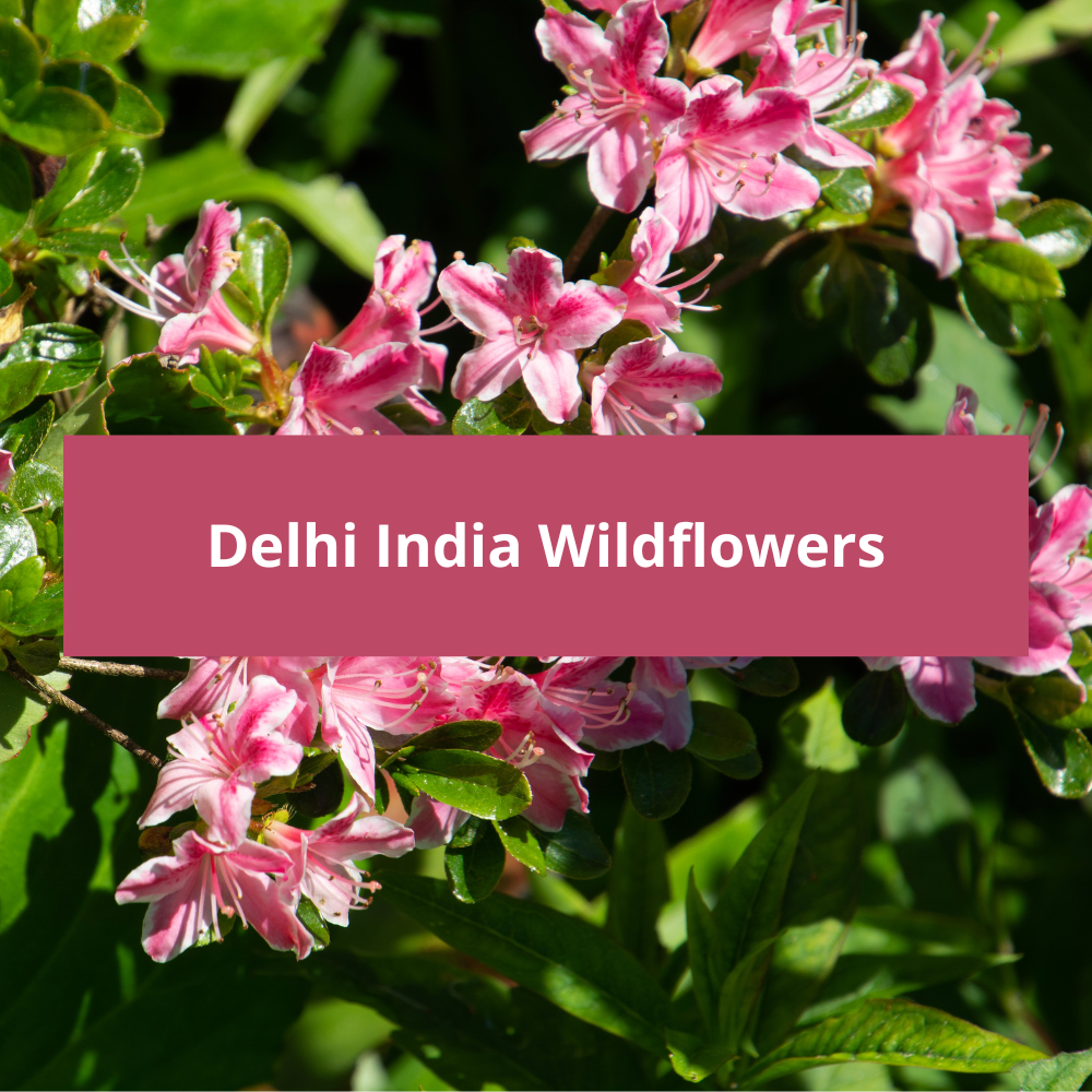 Delhi India Wildflowers