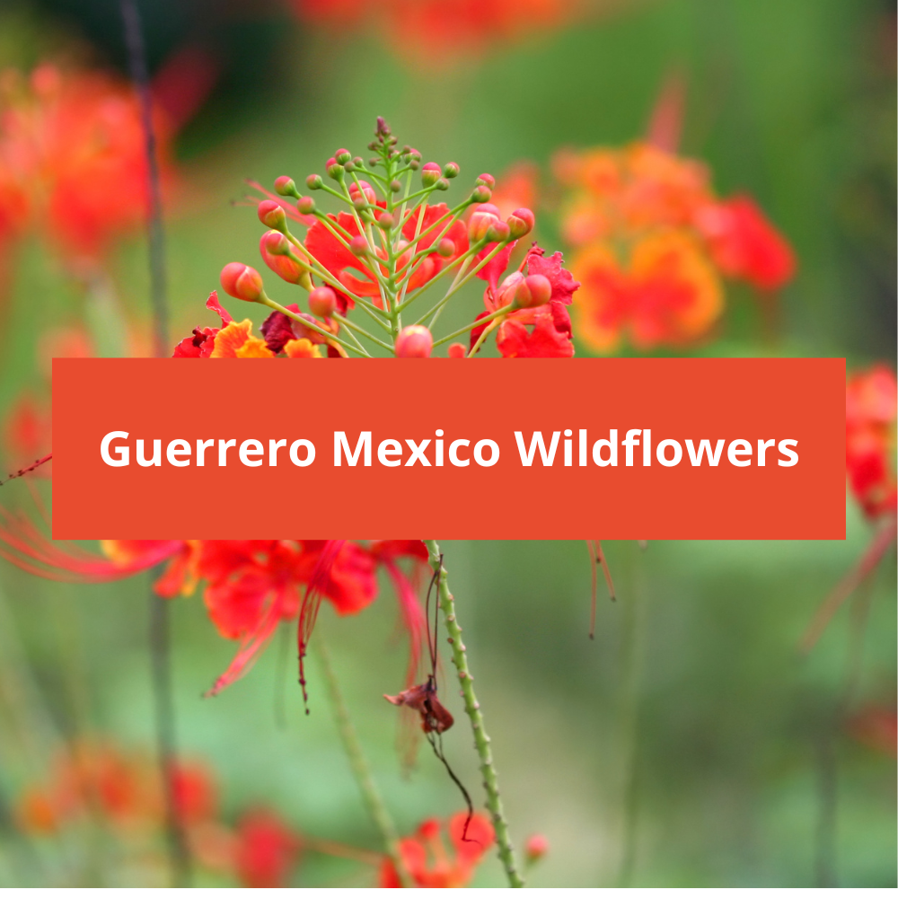 Guerrero Mexico Wildflowers