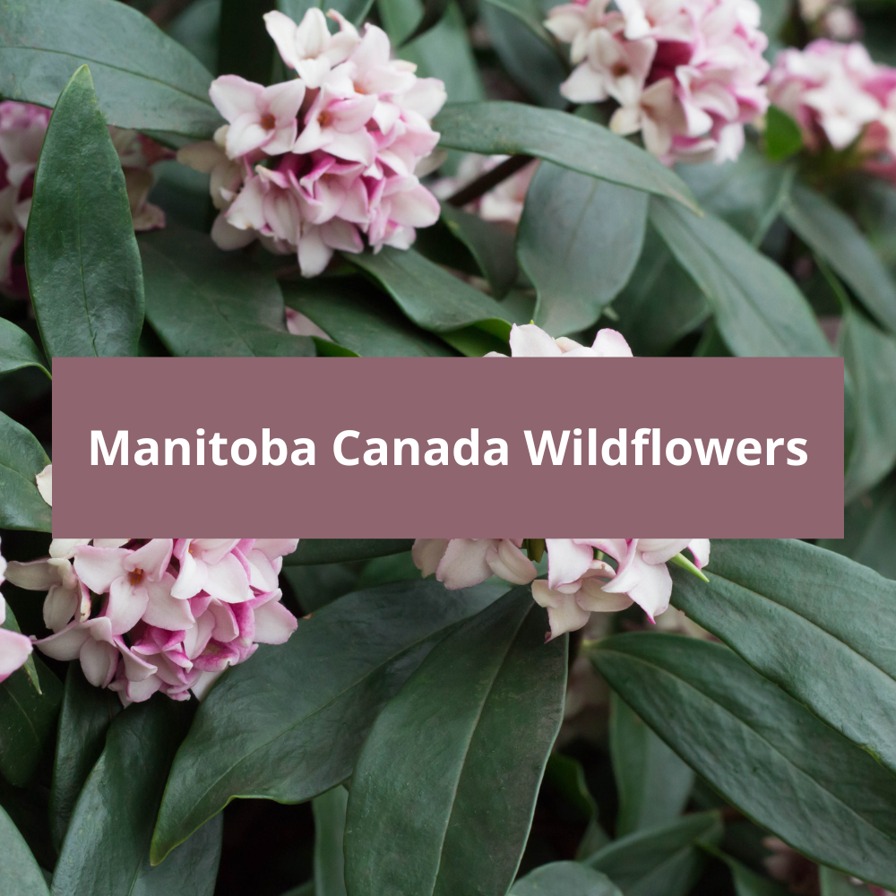 Manitoba Canada Wildflowers