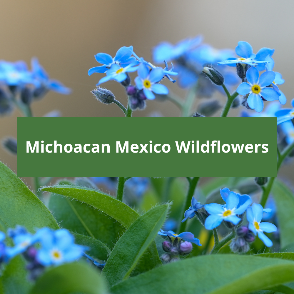 Michoacan Mexico Wildflowers