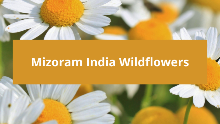 Mizoram India Wildflowers