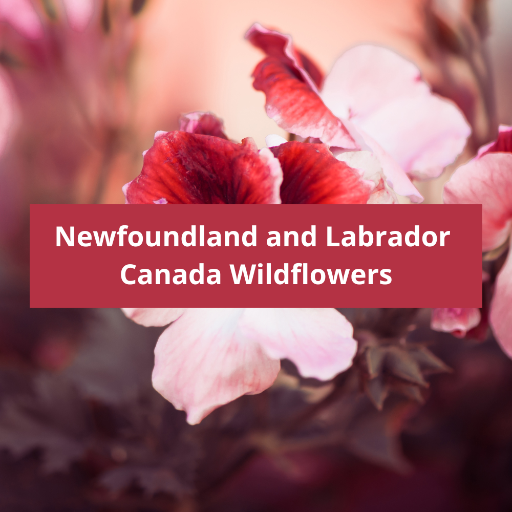 Newfoundland and Labrador Canada Wildflowers