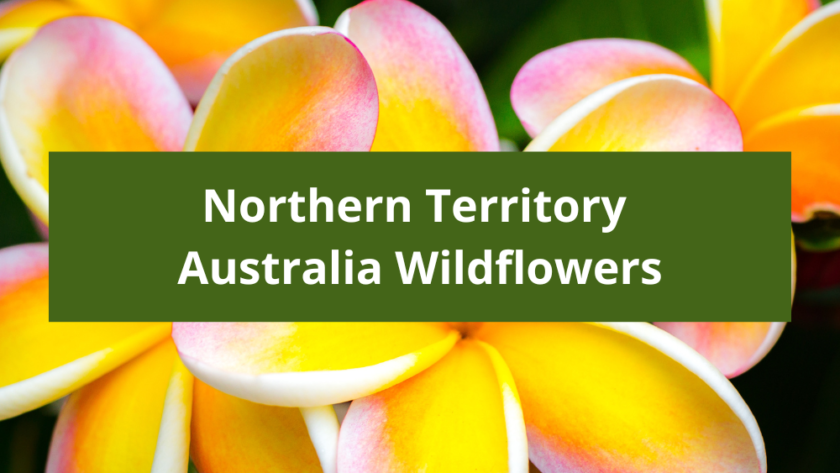 Northern Territory Australia Wildflowers