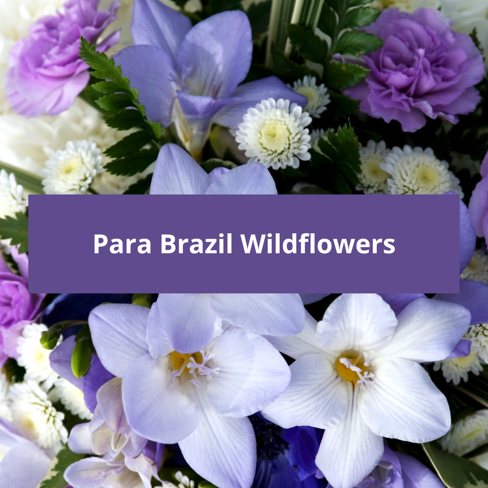 Para Brazil Wildflowers
