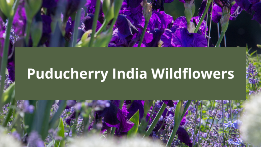Puducherry India Wildflowers