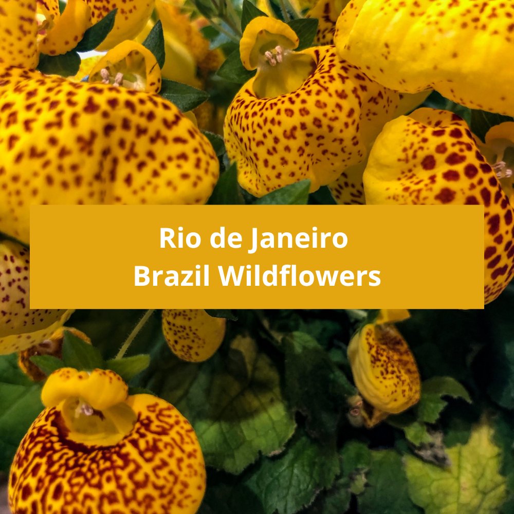 Rio de Janeiro Brazil Wildflowers