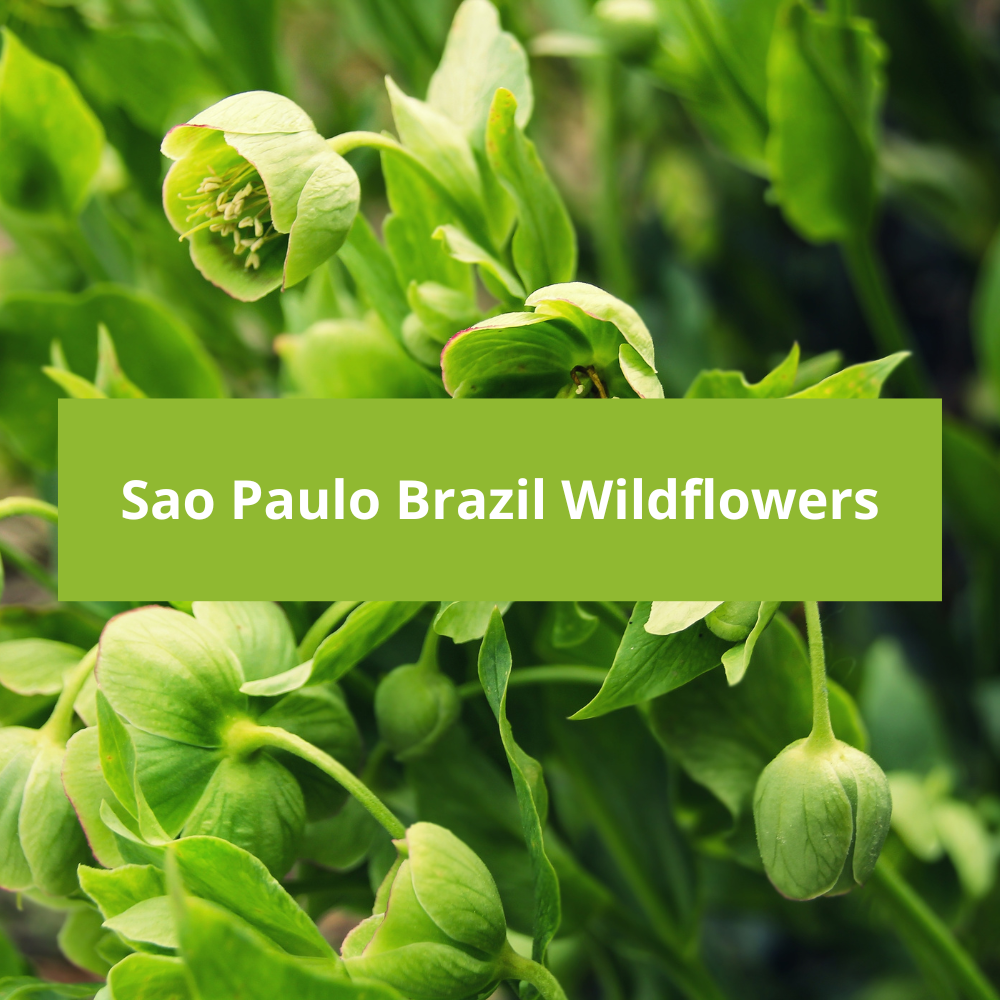 Sao Paulo Brazil Wildflowers