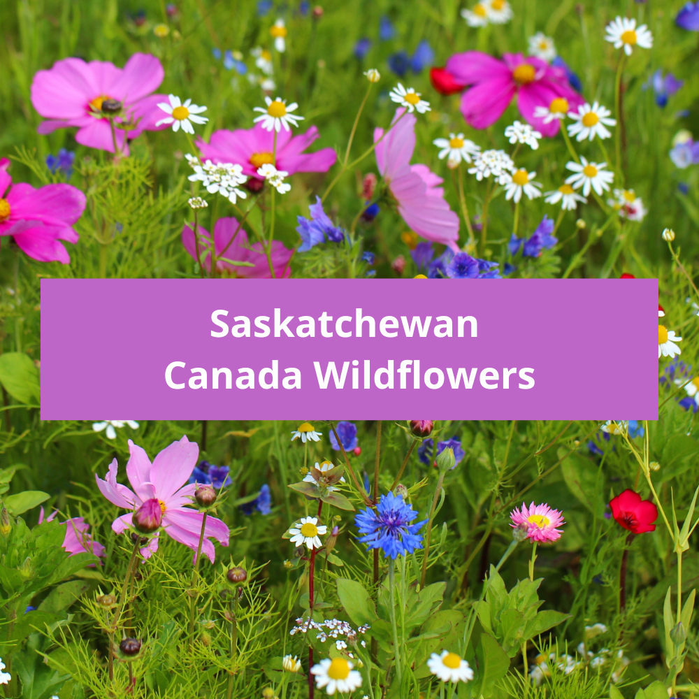 Saskatchewan Canada Wildflowers